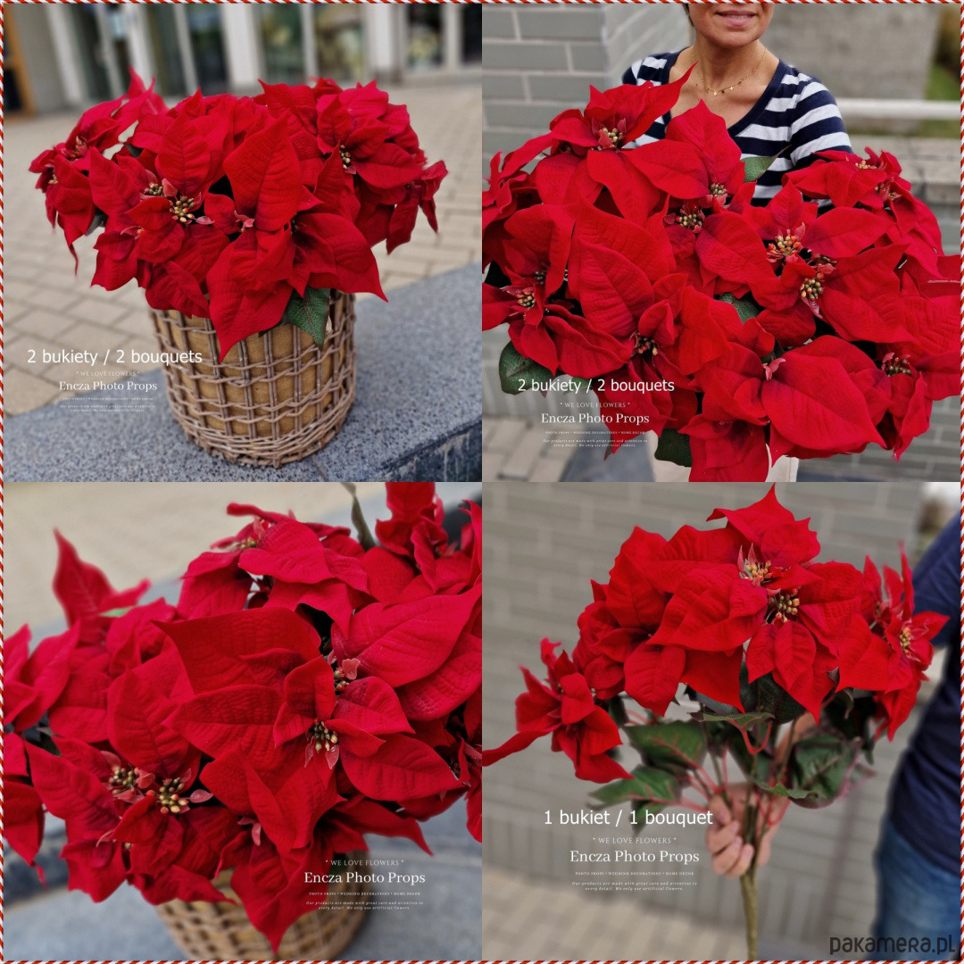 Poinsecja - Gwiazda Betlejemska - na lata :) 3627000 - Pakamera.pl