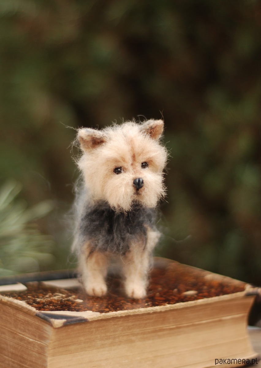 York Terrier Miniaturka - Pakamera.pl