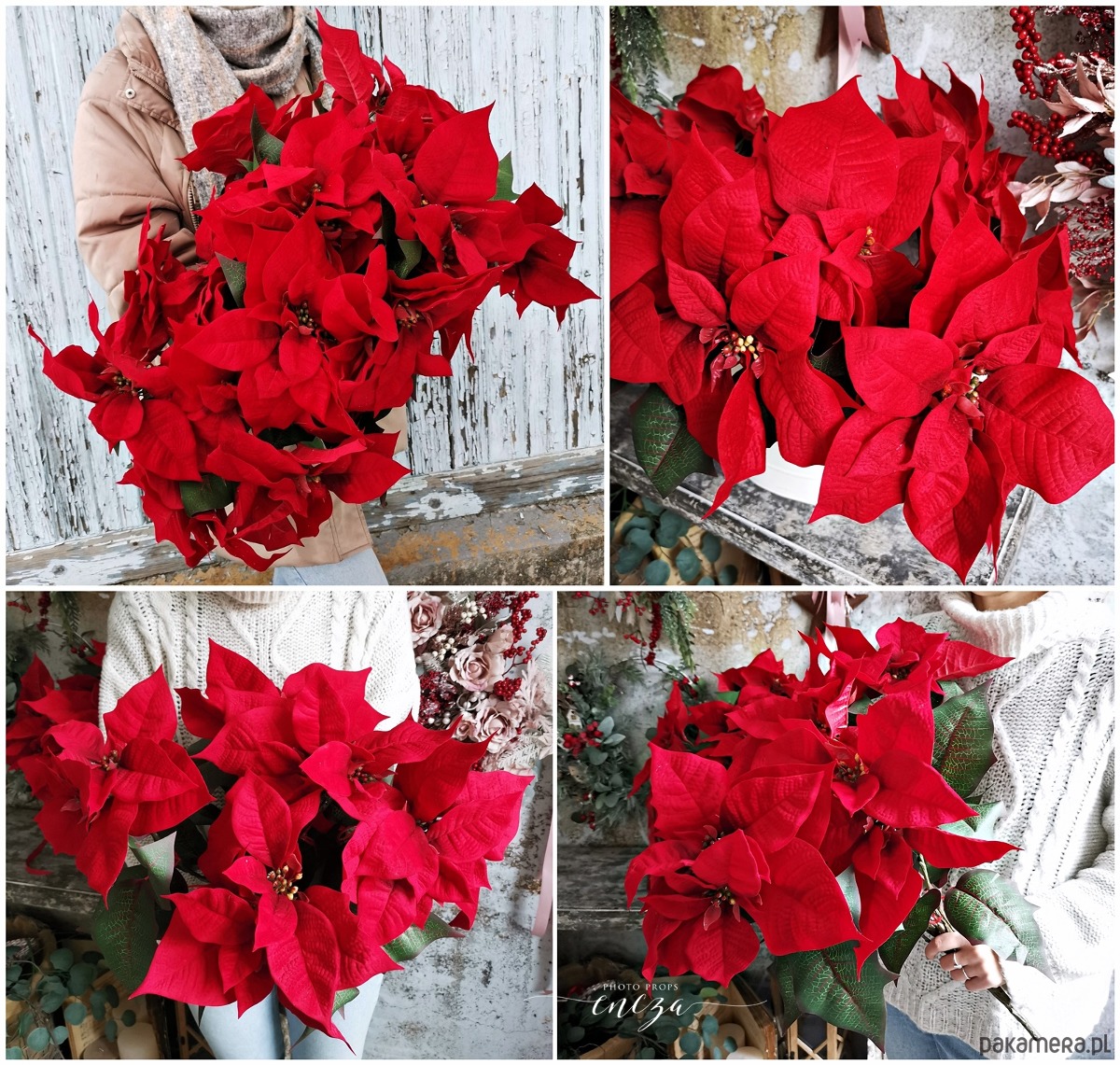 Poinsecja - Gwiazda Betlejemska - na lata :) - Pakamera.pl