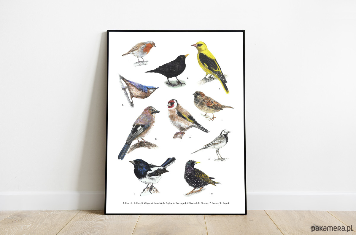 2 Plakaty Ptaki przyjazne Montessori - Pakamera.pl