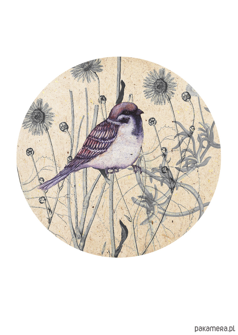 Wróbel mazurek- ilustracja- grafika- ptaki 3664206 - Pakamera.pl