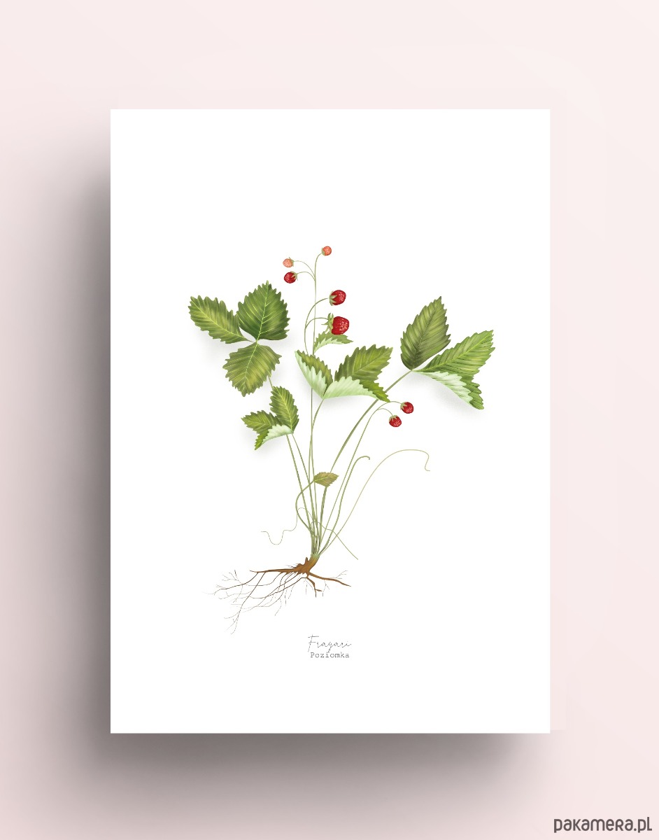 Poziomka - Archiwum - Pakamera.pl