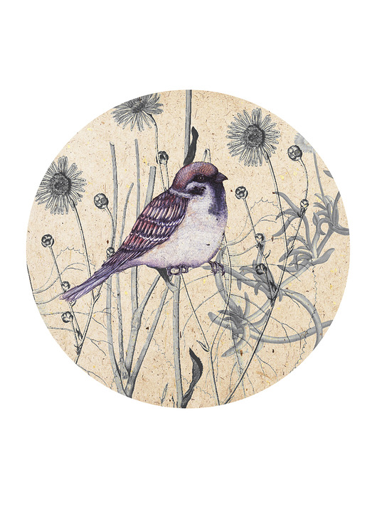 Wróbel mazurek- ilustracja- grafika- ptaki 3664206 - Pakamera.pl