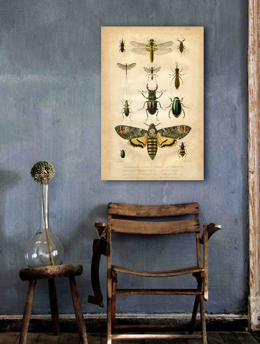 Owady - Obraz na płótnie - 40 x 60 - Archiwum - Pakamera.pl